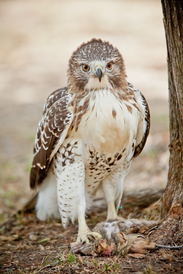 ballin’ with birds of prey | andrew slaton | blog