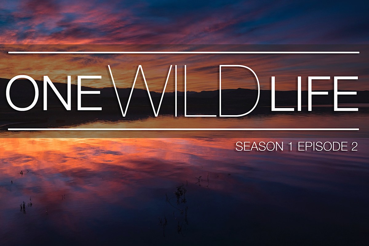 ONE WILD LIFE // Episode 2: SIMPLICITY | andrew slaton | blog