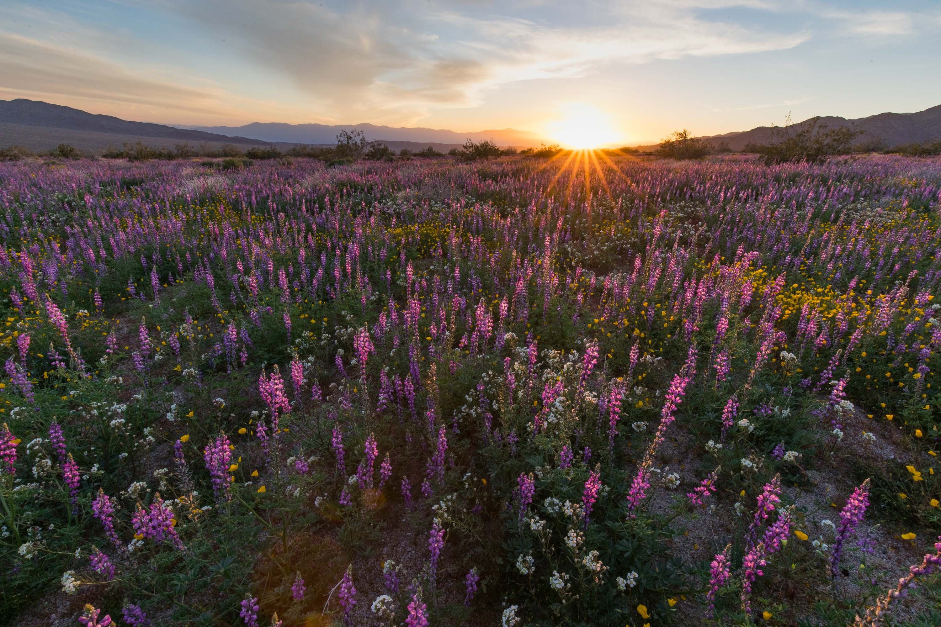 Park Peek // A SUPER BLOOM in Joshua Tree | andrew slaton | blog