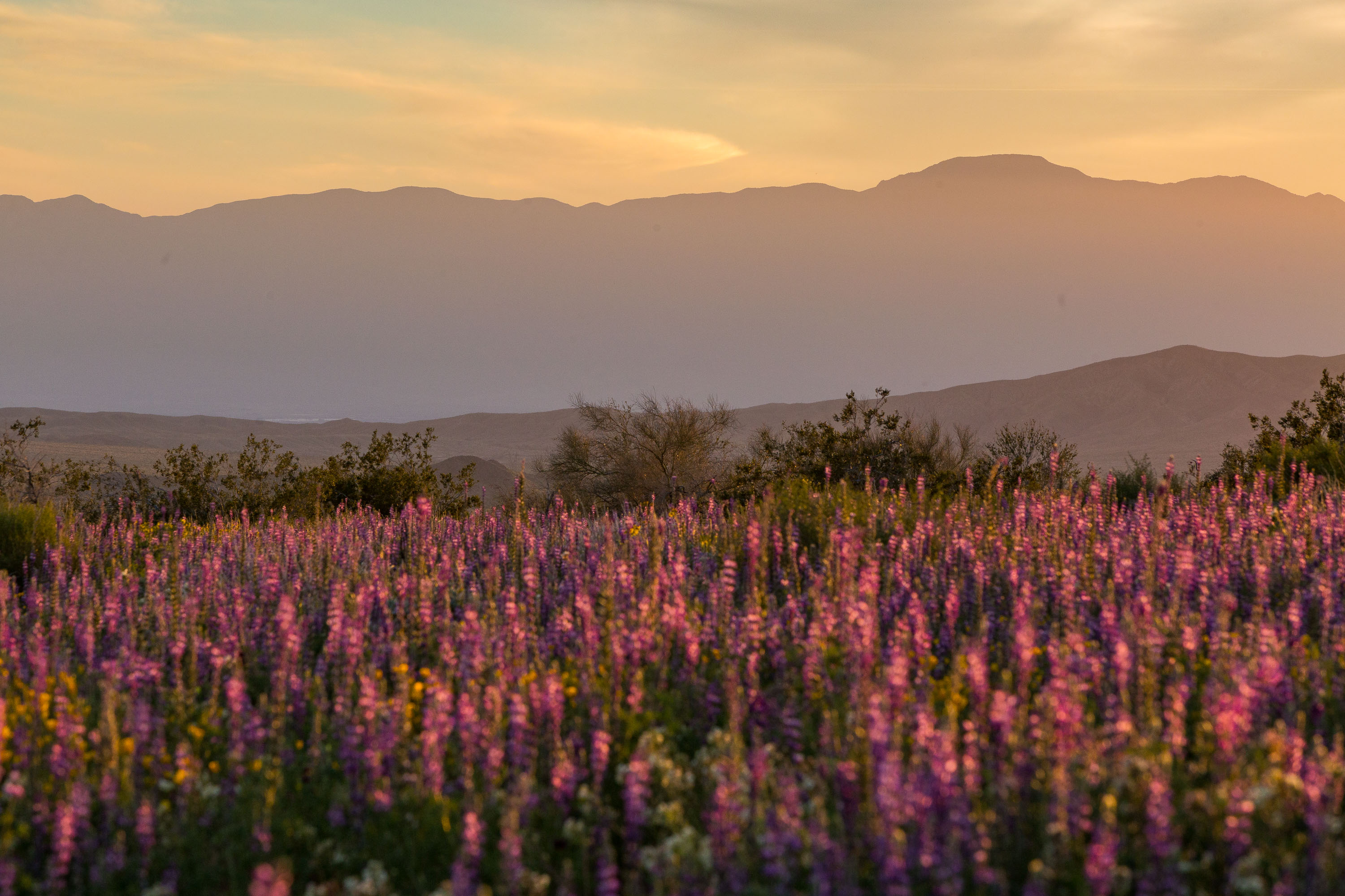 Park Peek // A SUPER BLOOM in Joshua Tree | andrew slaton | blog